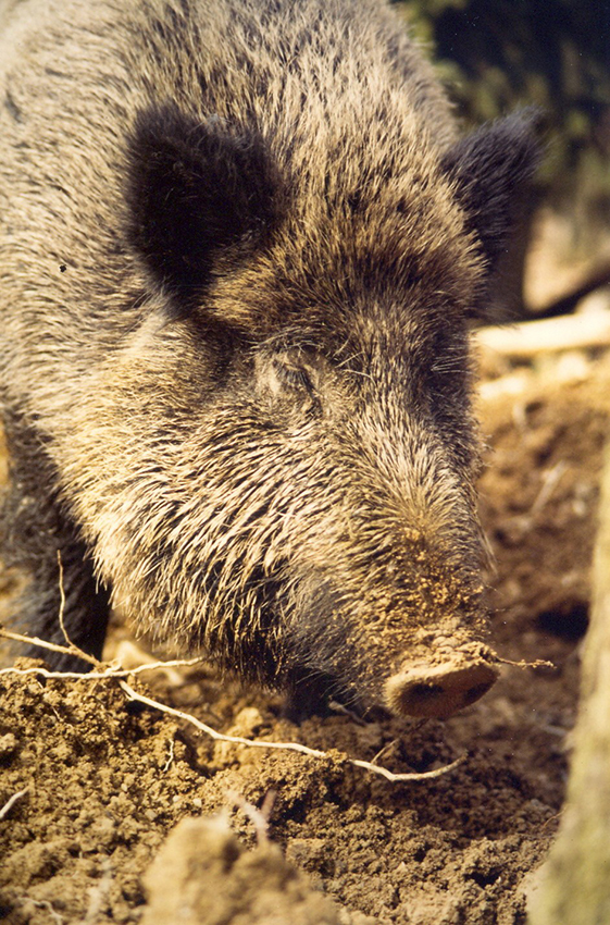 Beute machen im Frühling: Die Bache – KRAUTJUNKER
