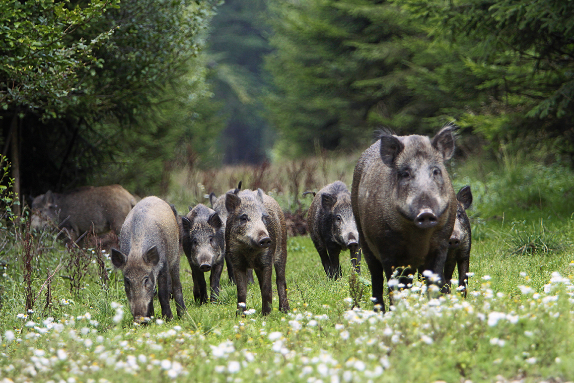 Die Rotte – KRAUTJUNKER
