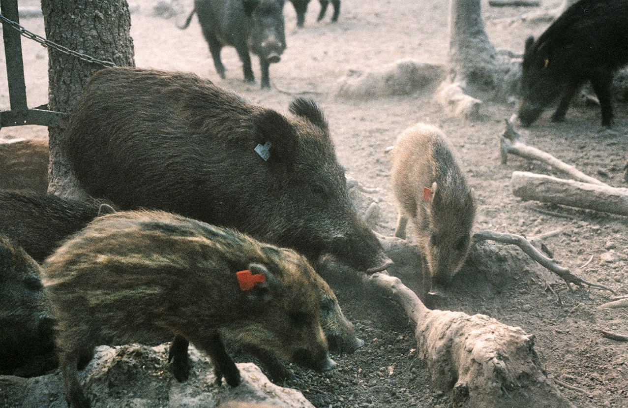 Die Rotte – KRAUTJUNKER