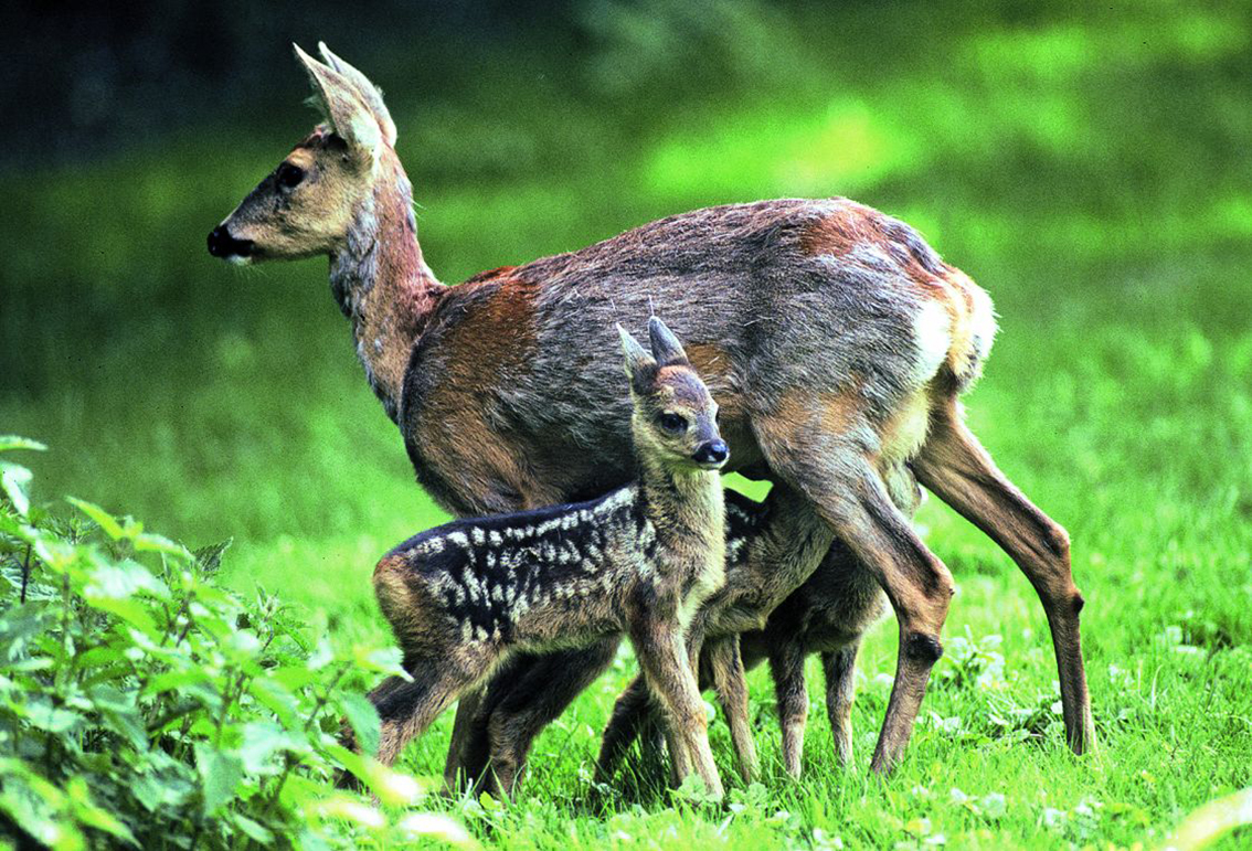 Rehwild: Fortpflanzung und Bestandsdynamik – KRAUTJUNKER