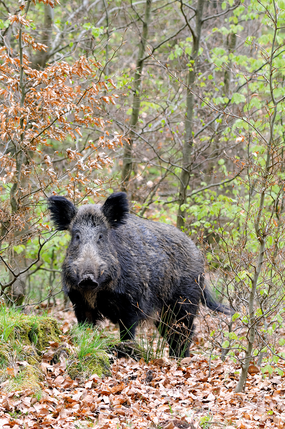 Schwarzwildjagd: Die Pirsch – KRAUTJUNKER
