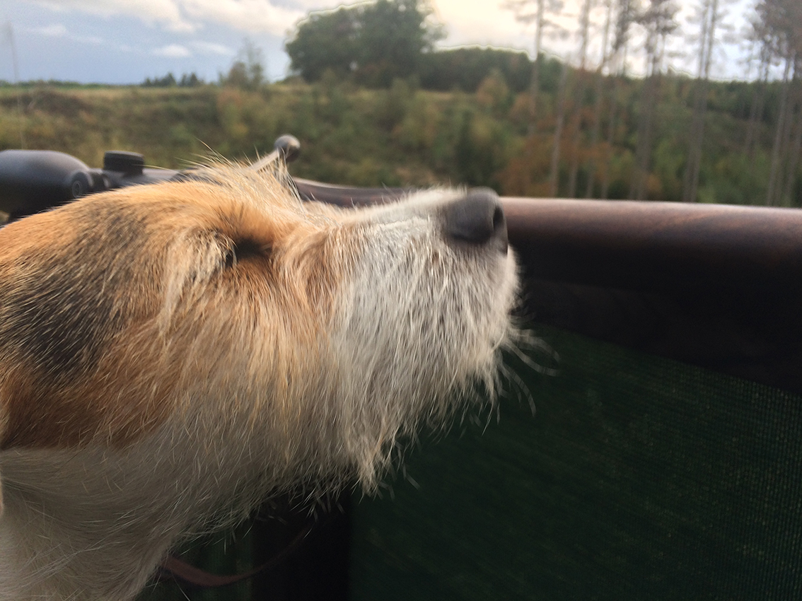 Parson Russell Terrier: des Pfarrers weiße Hunde – Gentlemanjäger von ...