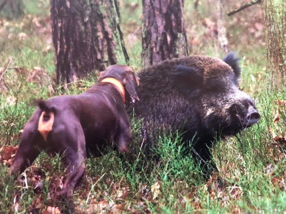 Gończy Polski, Jagdhund der polnischen Könige – KRAUTJUNKER