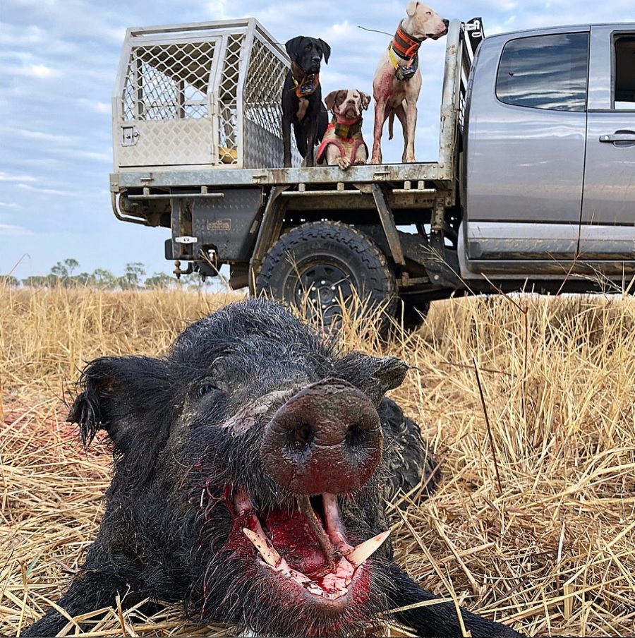 Jagd auf Schweine in Australien – KRAUTJUNKER